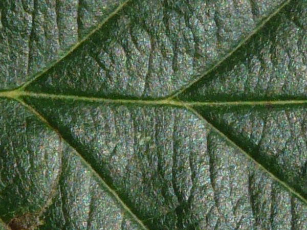 texture 0002 - Texturelib